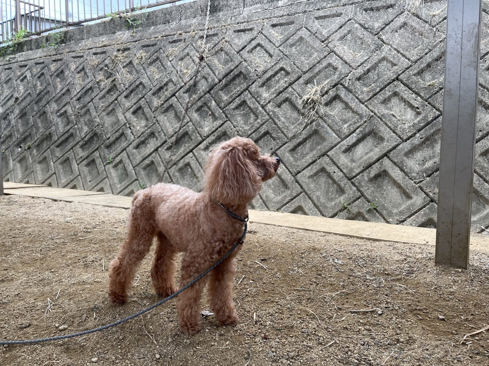 プリンちゃん | 大阪府河南郡太子町にある犬の学校｜南大阪警察犬・愛犬訓練所